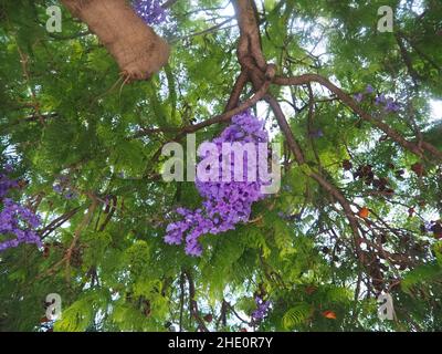 Jacaranda mimosifolia- palisander tree with violet blossoms Stock Photo ...
