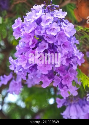 Jacaranda mimosifolia- palisander tree with violet blossoms Stock Photo ...
