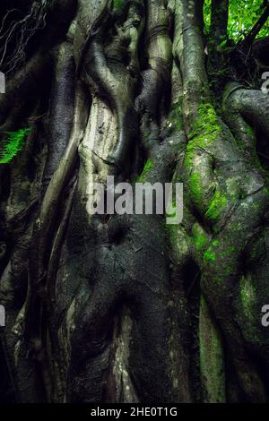 A vertical closeup of roots of a tree covered with green moss in the ...