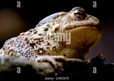 Ropucha obecná (Bufo bufo) european toad amphibian, animal, bad ...