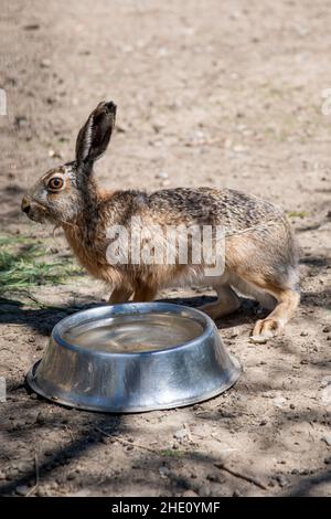 A wild orange Rabbit or bunny with big ears in a fresh green forest or ...