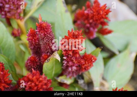 Closeup shot of a beautiful re Silver Cockscomb flower in the garden ...