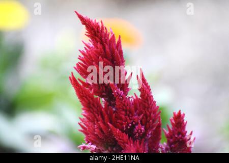 Closeup shot of a beautiful re Silver Cockscomb flower in the garden ...