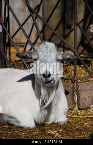 Funny Chewing Goat Stock Photo - Alamy