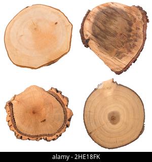 Wood log slices cutted tree trunk isolated on white, top view Stock ...