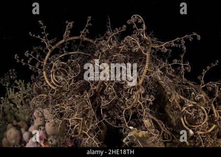 Basket Star, Astroboa nuda, night dive, Gili Lawa Darat dive site ...
