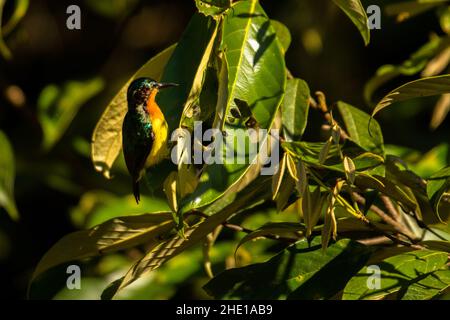 Ruby-cheeked Sunbird, Chalcoparia singalensis, Vetnam Stock Photo - Alamy
