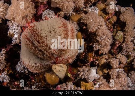 A red sea subspecies of the collector urchin (Tripneustes gratilla ...