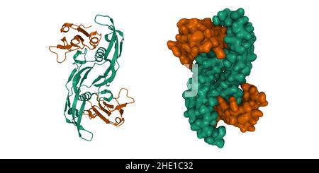 Bone morphogenetic protein 2 (BMP-2) protein. Plays important role in ...