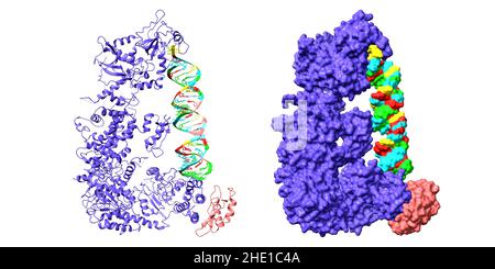 Illustration of epigenetics Stock Photo - Alamy