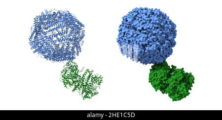 Transferrin receptor, a carrier protein for transferrin. Needed for the ...