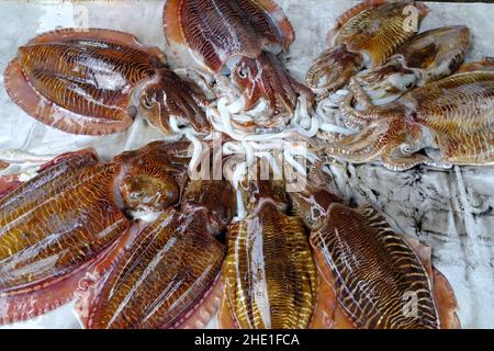 Cuttlefish for sale. Negombo fish market, Sri Lanka Stock Photo - Alamy
