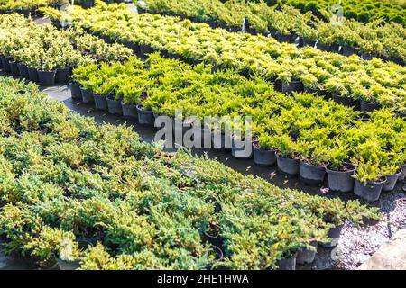 rows of young conifers in greenhouse with a lot of plants on plantation ...