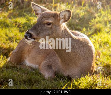 Nature animals concept. White-tailed roe bambi, fawn Young capreolus ...
