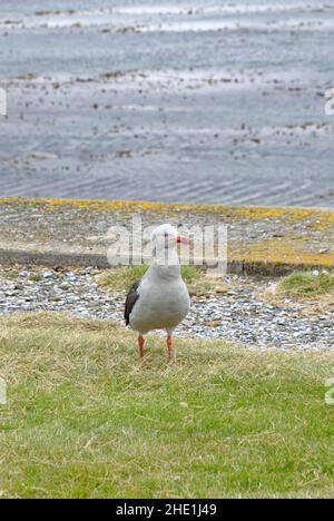 Dolphin Gull, Larus scoresbii is smaller gull. Dolphin gulls on Castle ...