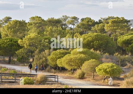 trees in Park Ria Formosa, in Olhao, Algarve, Portugal Stock Photo - Alamy