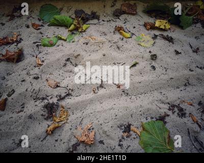 A closeup shot of a green with yellow fallen leaf on the ground Stock ...
