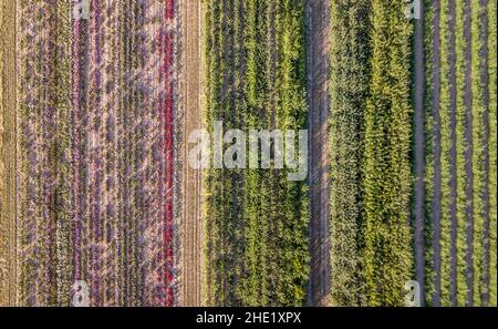 Aerial drone image of fields with diverse crop growth based on ...