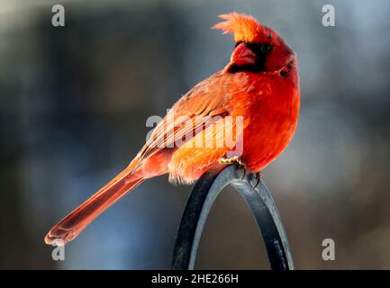 Male Northern Cardinal Stock Photo - Alamy
