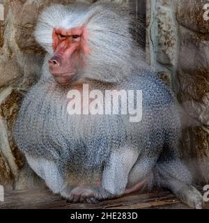 Baboon, Simia hamadryas, sitting in front of white background Stock ...