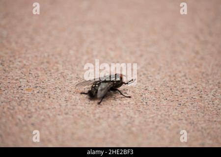 Fly rubbing legs Stock Photo - Alamy