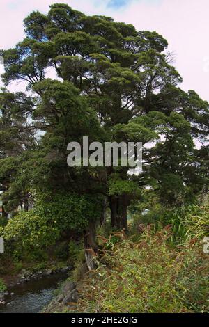 Big trees on Mangawhero Trail in Ohakune,Manawatu-Wanganui Region on ...