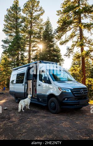 Happy family of four and dog camping out high quality photo Stock Photo ...