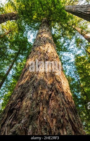 Redwoods trees tree forest Oregon OR USA America United States Sequoia ...