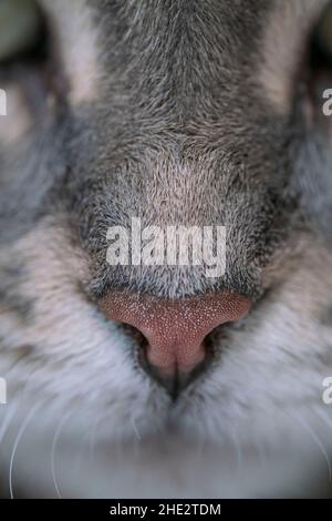 Nose of a red and white cat's. Focus on the rhinarium, the furless skin ...
