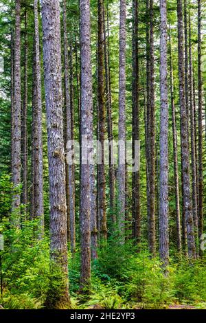 Douglas Fir tree forest; Silver Falls State Park; Oregon; USA Stock ...
