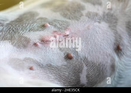 Detail on female Jack Russell terrier dog belly, scar after spay ...