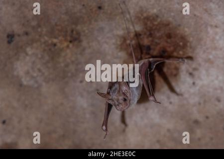 Lesser Mouse-Tailed Bat (Rhinopoma hardwickii) on a cave wall ...