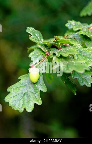 The acorn or oaknut on a branch of oak tree with green leaves. The ...