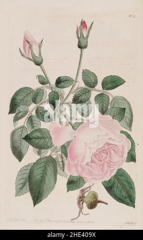 Rosa 'Hume's Blush Tea-scented China' is a rose variety known for its ...