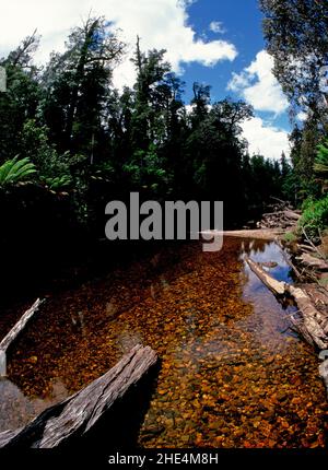 Styx River, Tasmania, Australia Stock Photo - Alamy