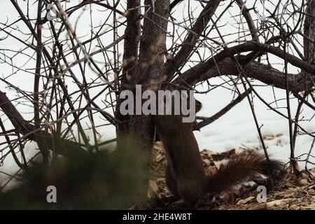 Squirrel stands on a tree looking at camera Stock Photo - Alamy