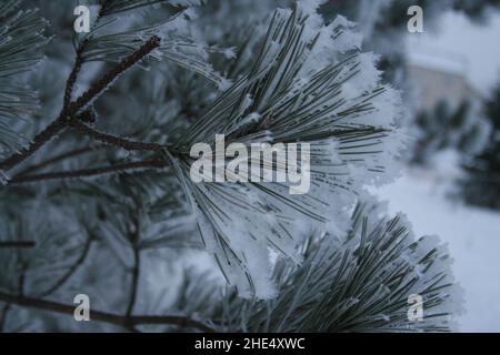 Detail shots of evergreen branches covered in crystalized snow and ...