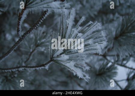 Detail shots of evergreen branches covered in crystalized snow and ...