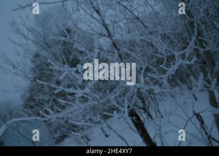 Detail shots of evergreen branches covered in crystalized snow and ...