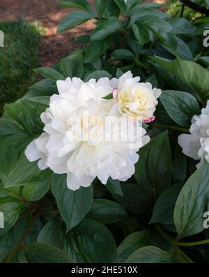 White double flower of Paeonia lactiflora cultivar Casablanca close-up ...