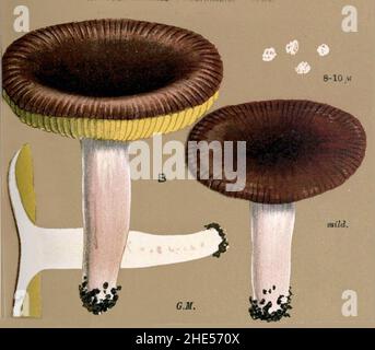 Russula nitida. var. cuprea Cooke cropped Stock Photo - Alamy