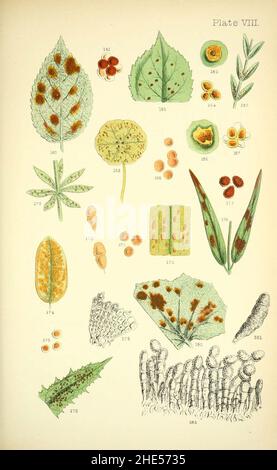 Rust, smut, mildew and mould (Plate X) (6220483094 Stock Photo - Alamy