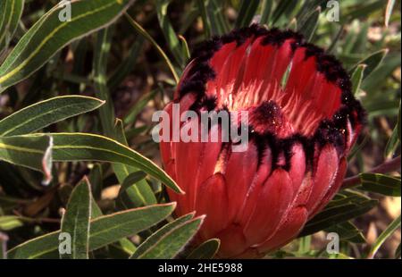 Pink mink protea flower Stock Photo - Alamy