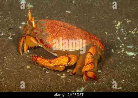 The Kona Crab, Ranina ranina, is in the frog crab family and are ...