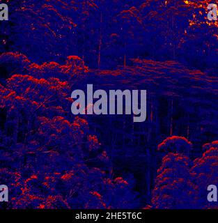 National park. Thermal imager used. Mysterious and frightening jungle ...