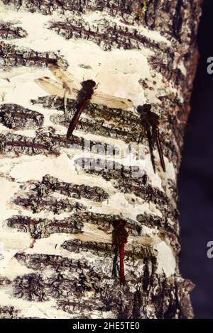 Ruddy sympetrum (Sympetium sanguineum). Dragonflies perch on the white ...