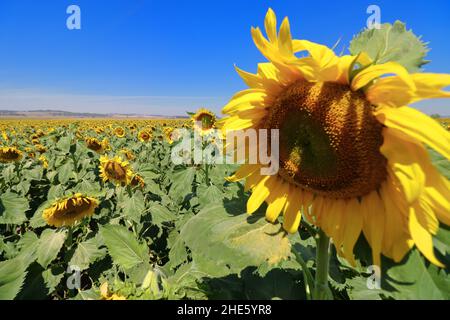 A beautiful shot of sunflowers field under a blue cloudy sky Stock ...