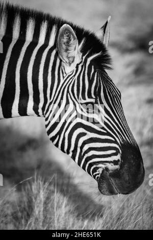 A vertical shot of a beautiful zebra in the forest Stock Photo - Alamy