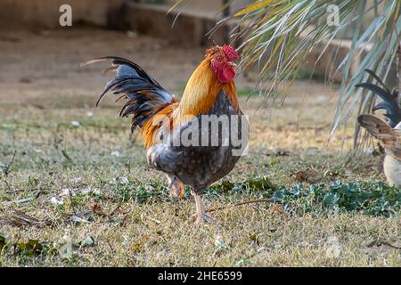 Beautiful rooster perched on a grassy ground at a farm under the ...