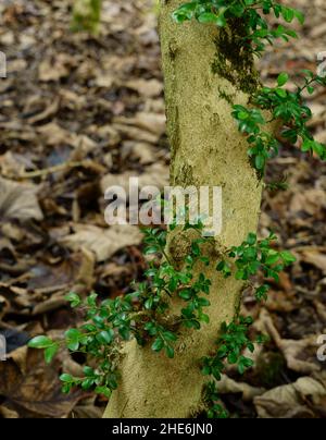 A close up of the trunk of a Box tree Stock Photo - Alamy